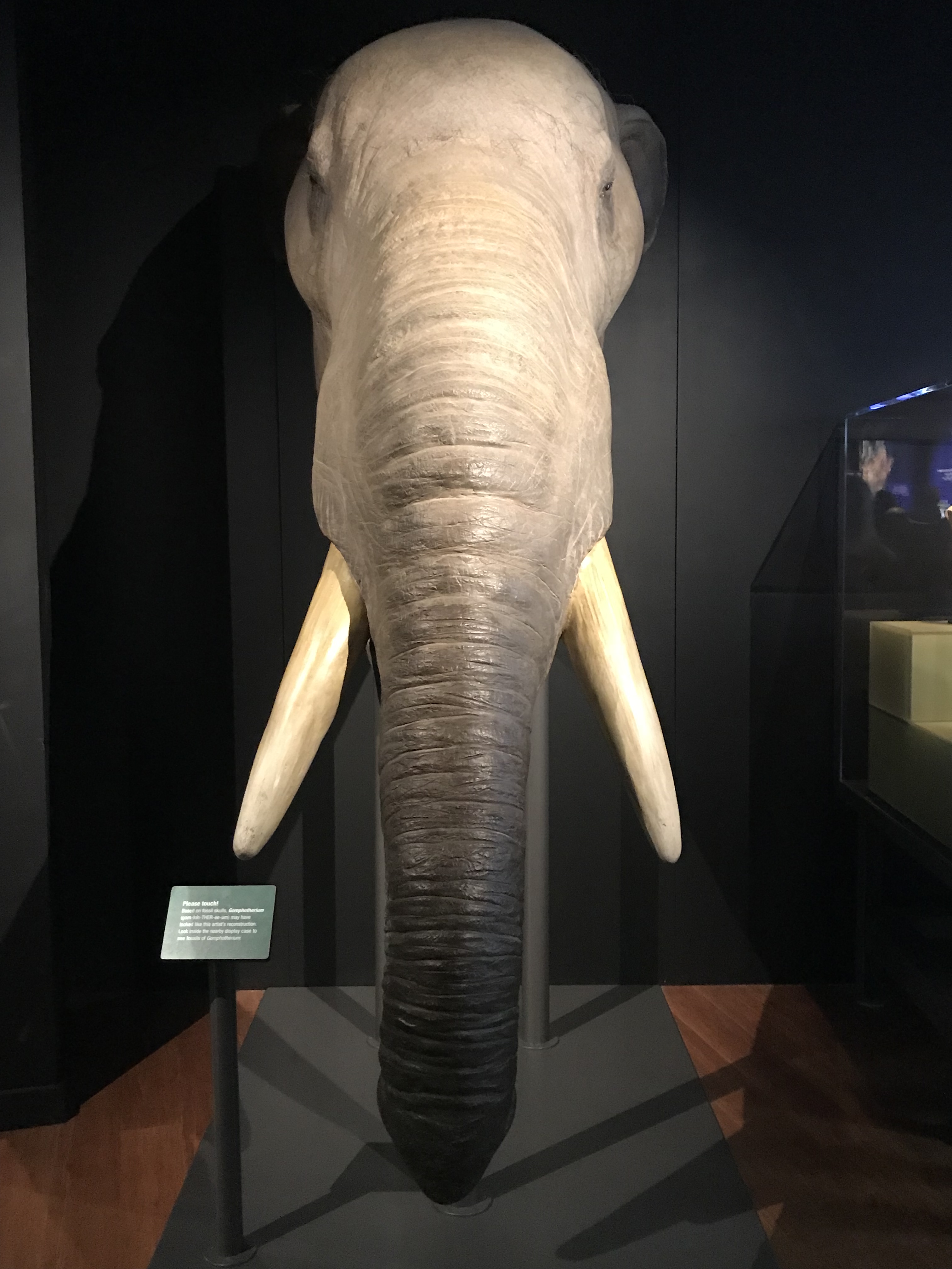Australian Museum: Mammoths – Curate Your Own Adventure