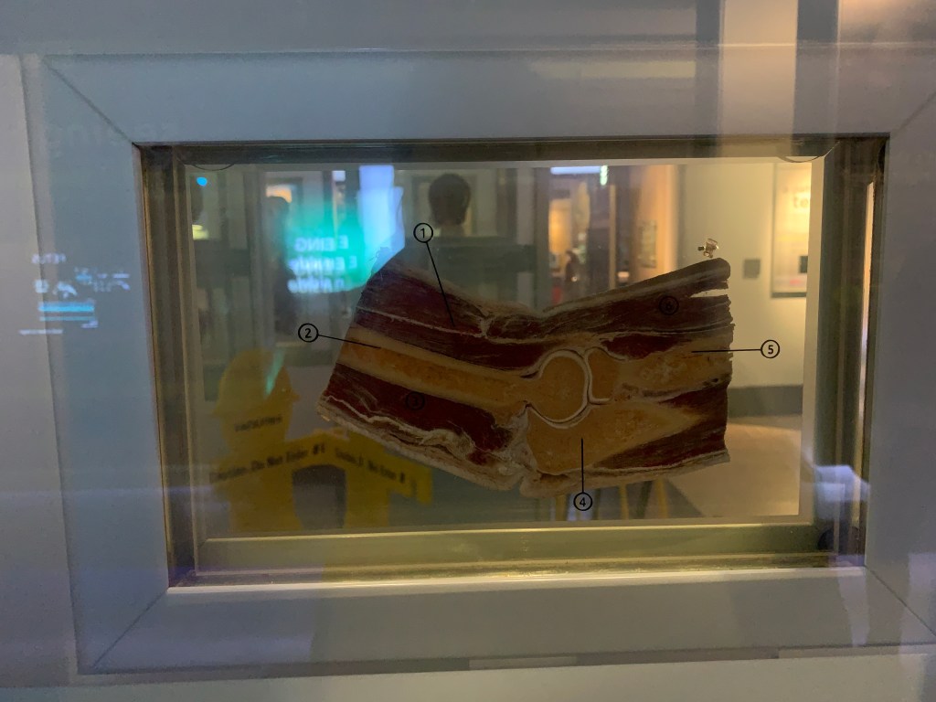 Chicago: Museum of Science and Industry – Curate Your Own Adventure